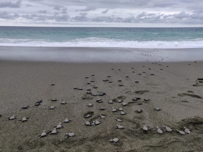 Four lessons we can learn from Costa Rica’s wildlife - The Boar