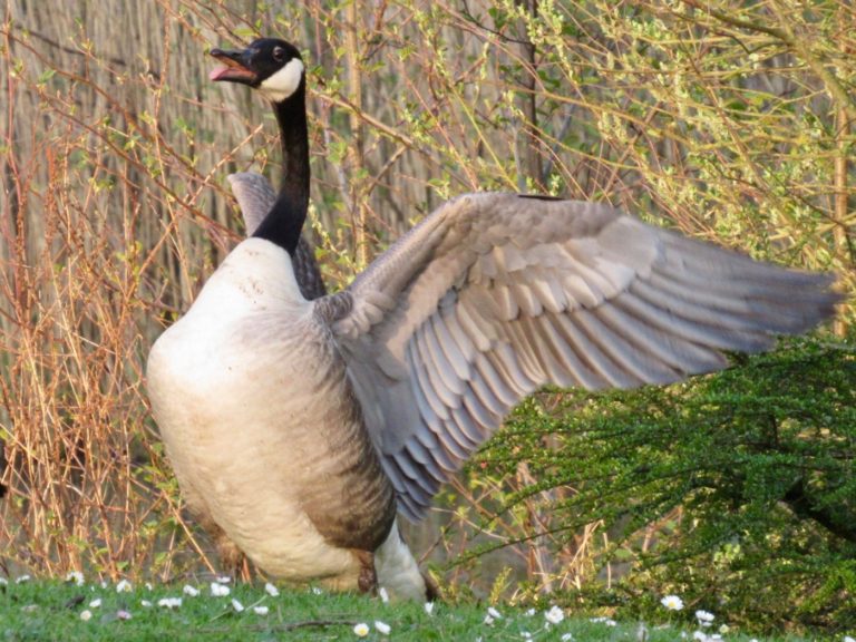 Wild Warwick: Geese - The Boar