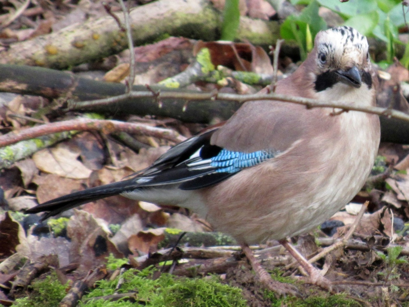 Wild Warwick: Jays - The Boar