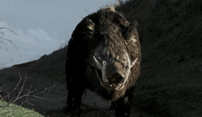 ‘Boar’ is an utter bore - The Boar