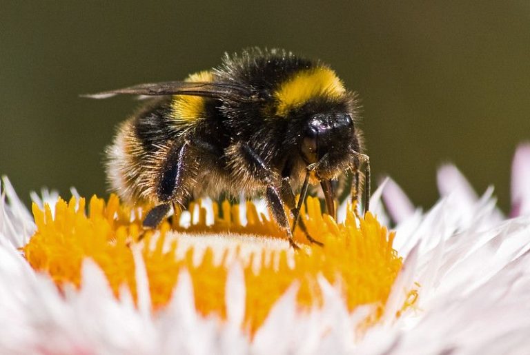 Extinction could bee-come a reality - The Boar