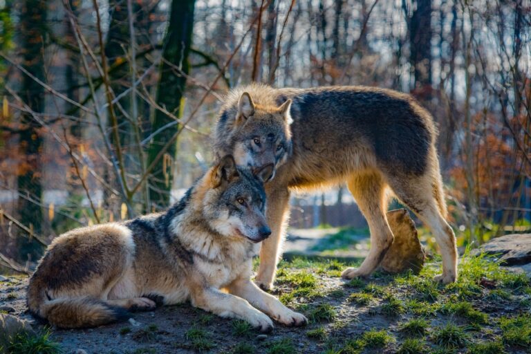 The story of dogs and humans: the domestication of wolves during the ...