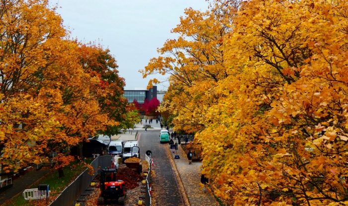 At autumn’s call, leaves fall: Autumn in the arts - The Boar
