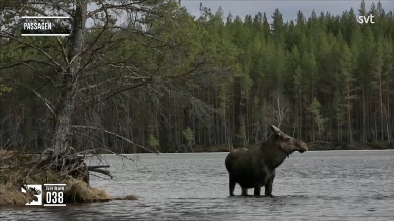 Climate News: Millions enthralled by return of annual Great Moose ...