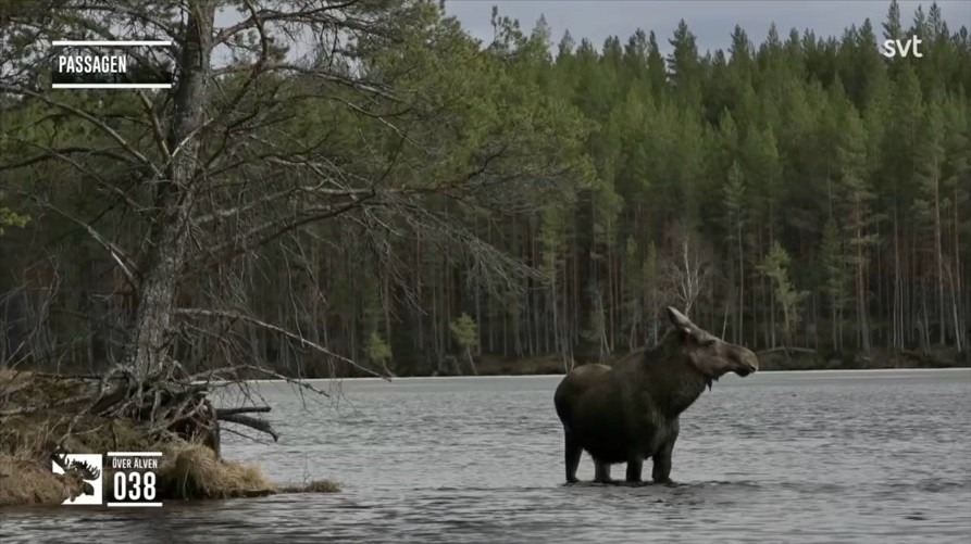Climate News: Millions enthralled by return of annual Great Moose ...
