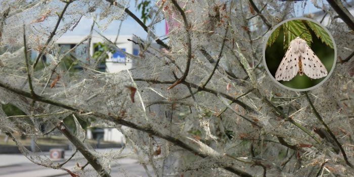 Climate News: Ermine moths spin eerie webs on campus trees - The Boar