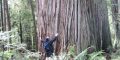 ‘Tree-huggers’: Have stereotypes of environmental activists impacted ...