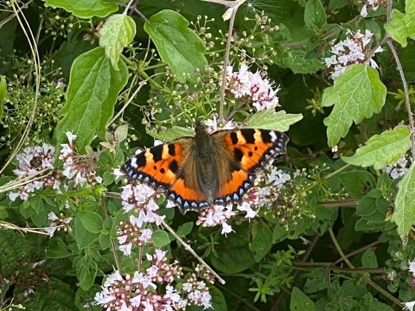 Fluctuating weather conditions pose a huge threat to butterfly species ...