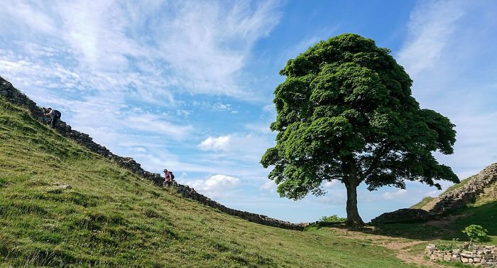 Sycamore Gap sapling planted in Coventry - The Boar