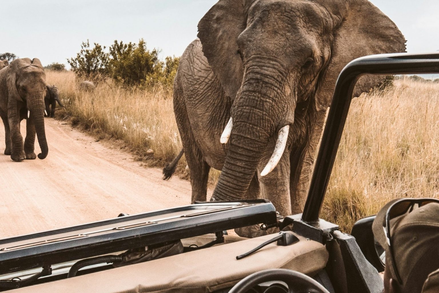 Animal tourism: Is it ethical? - The Boar